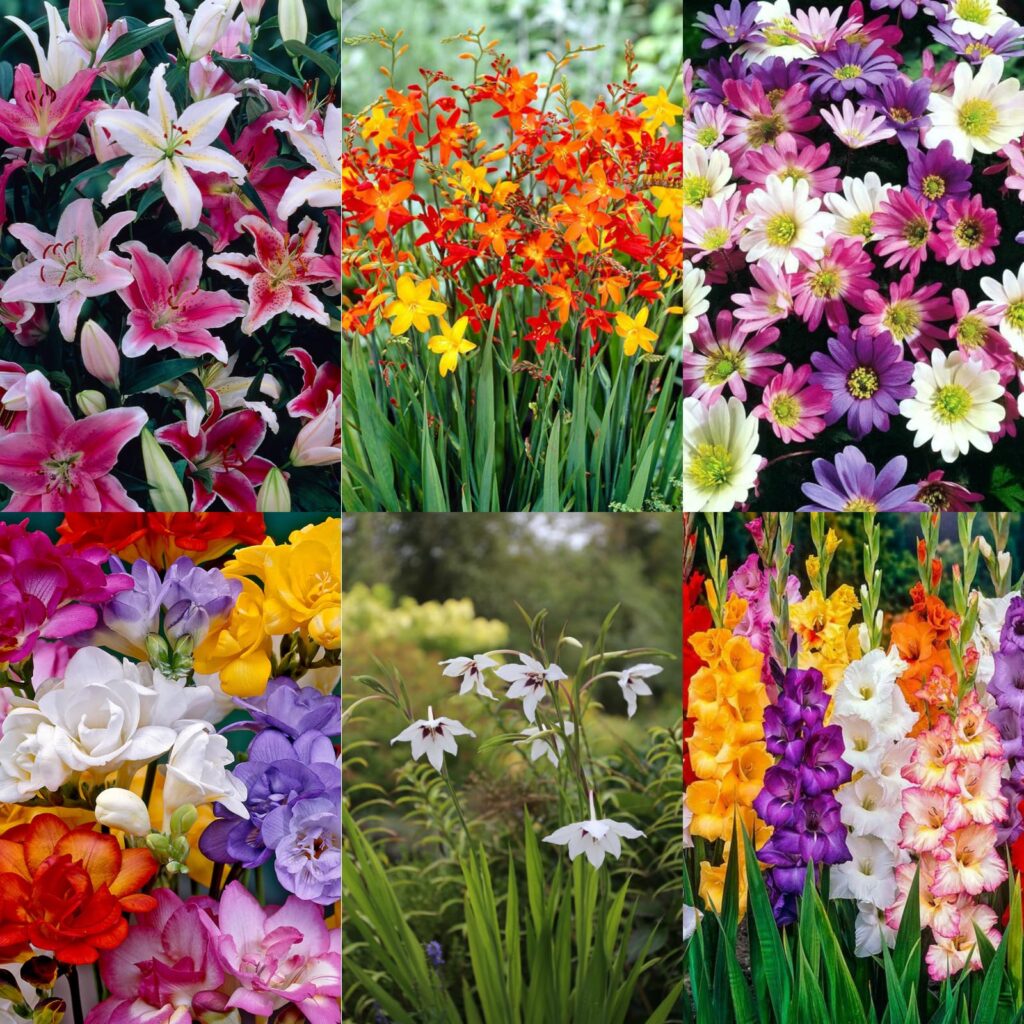 Carbeth Plants - 100 x Summer Bulb Mixed Collection - Keystone 4